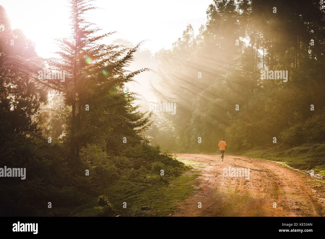 A lone runner passes through trees in the morning sunlight, Kaptagat ...