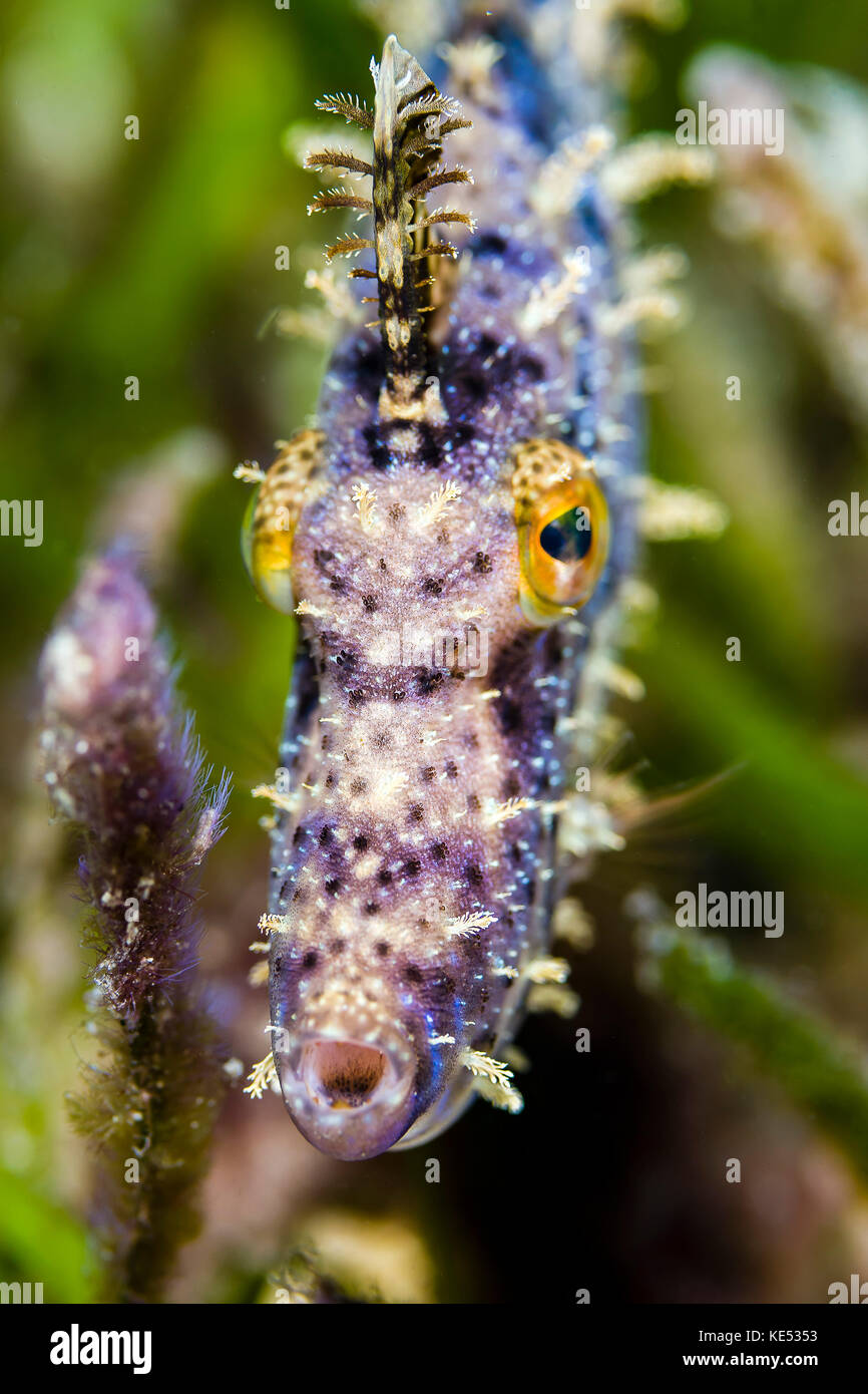 Headshot of a filefish, Bohol Sea, Philippines Stock Photo - Alamy