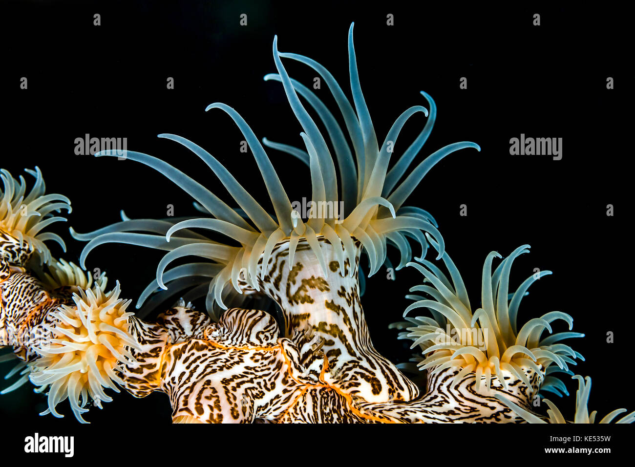 Beautiful tiger anemone colony, Bohol Sea, Philippines Stock Photo - Alamy