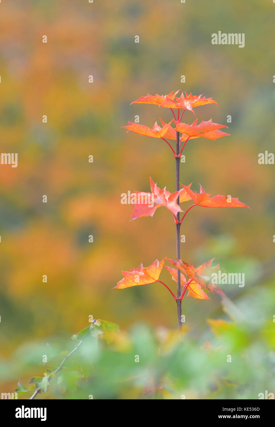 Autumn single maple tree leaves Stock Photo - Alamy