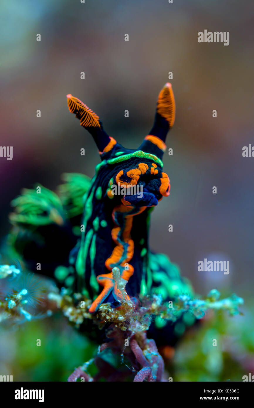 Animals in mindanao hi-res stock photography and images - Alamy