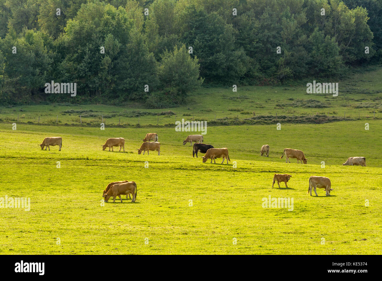 Cows in pasture. Puy de Dome. Auvergne. France Stock Photo - Alamy