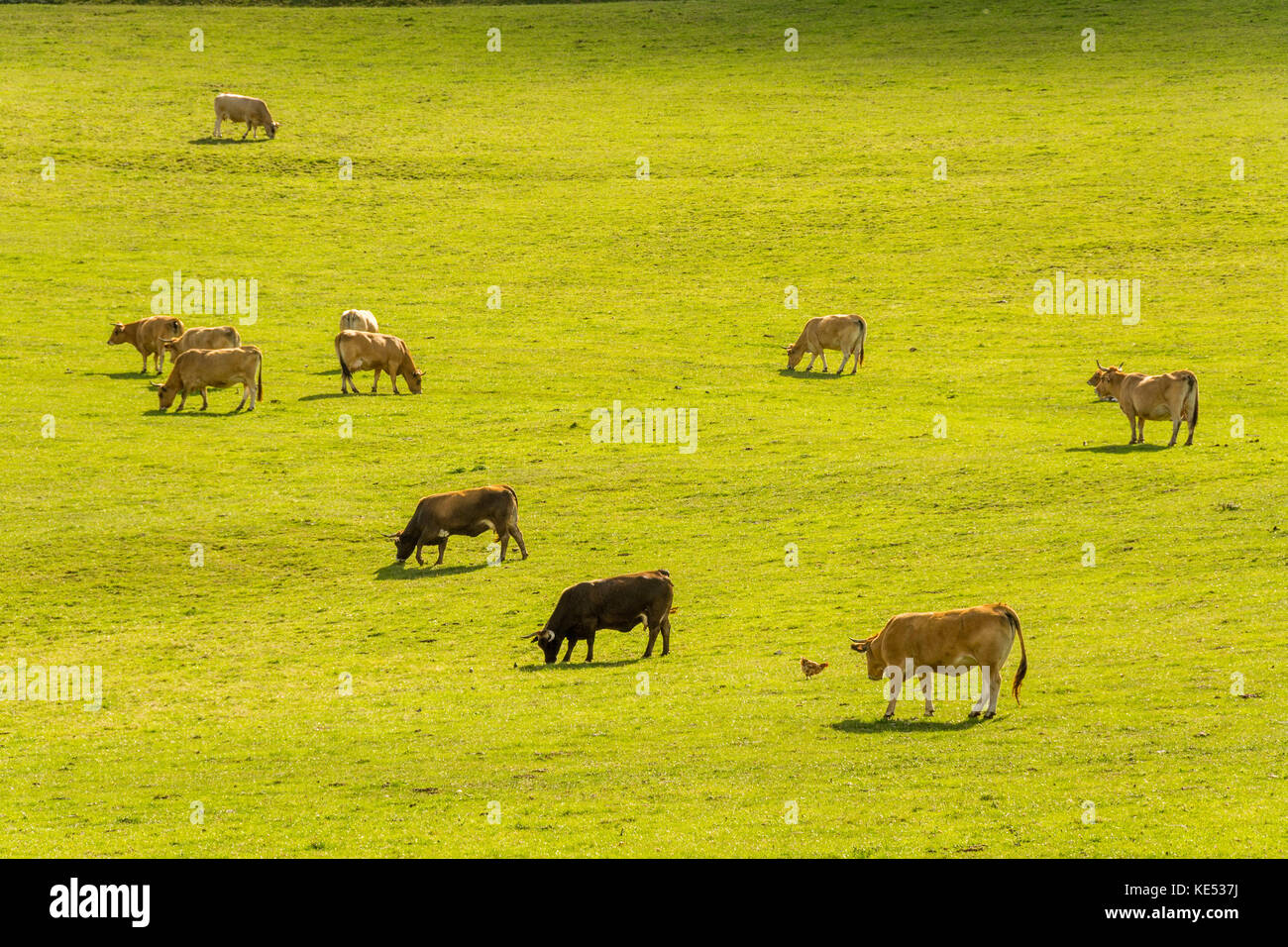 Cows in pasture. Puy de Dome. Auvergne. France Stock Photo - Alamy