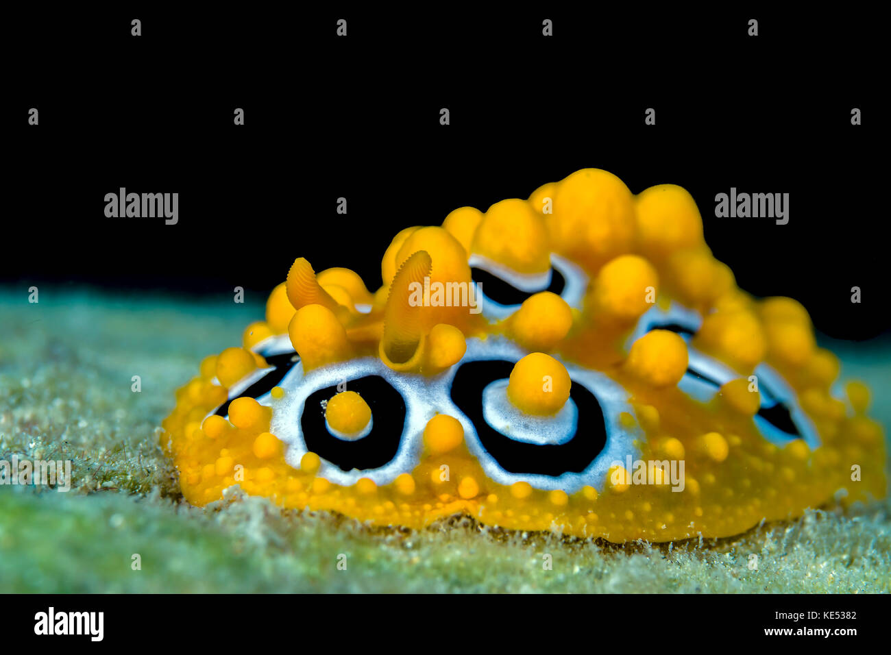 Phyllidia Ocellata High Resolution Stock Photography and Images - Alamy
