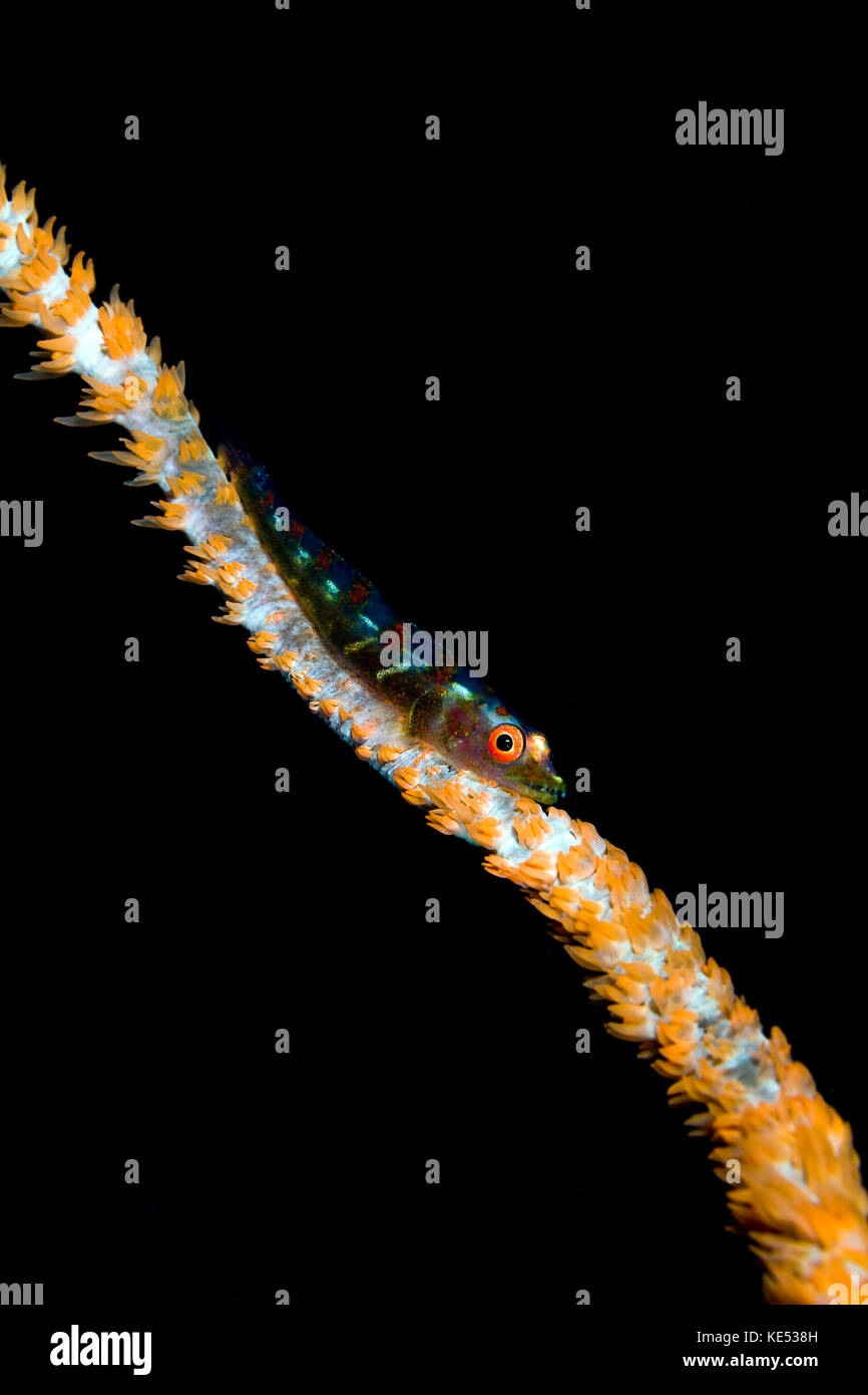 Gobioidei High Resolution Stock Photography and Images - Alamy