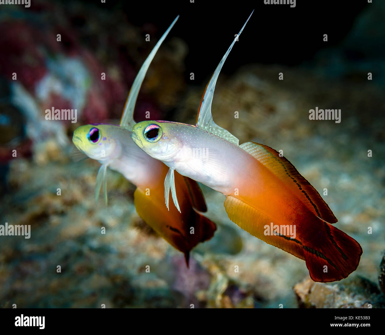 Dartfish Logo Dartfish DartStudio® 2.5