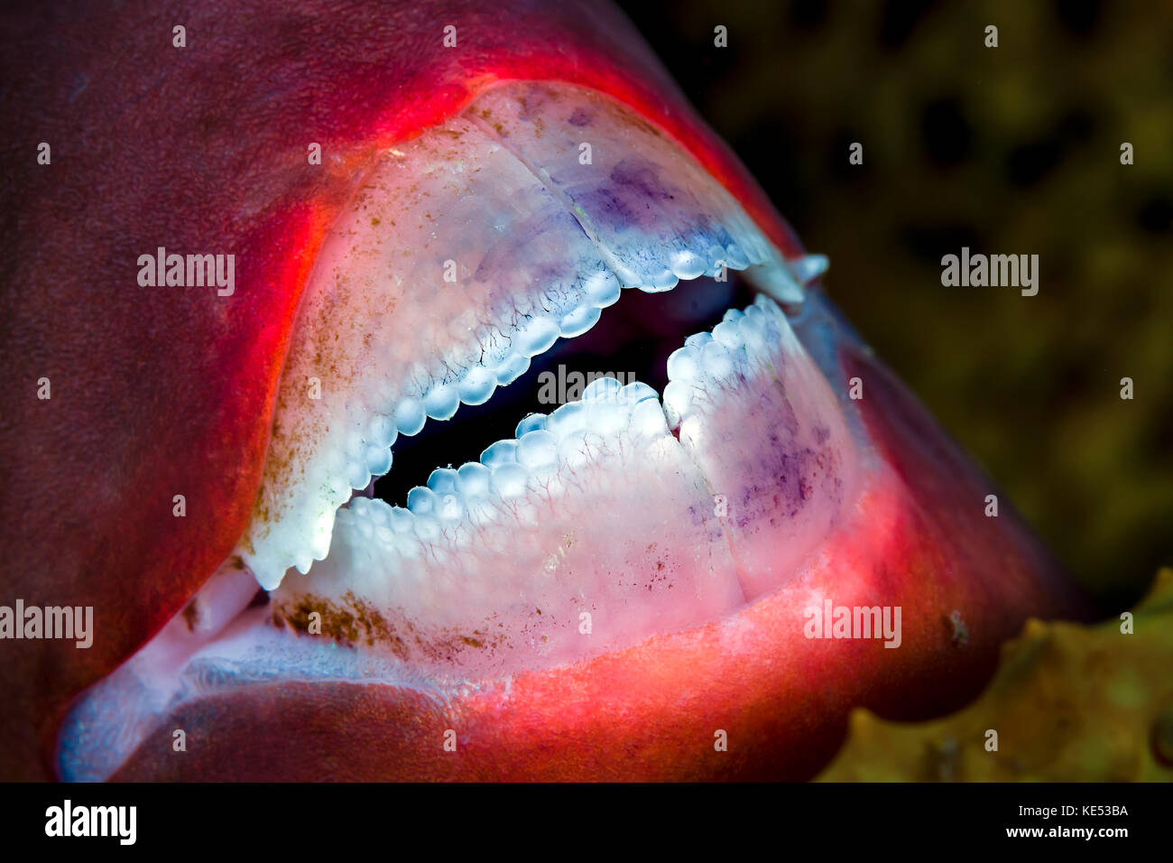 Humphead Parrotfish Teeth