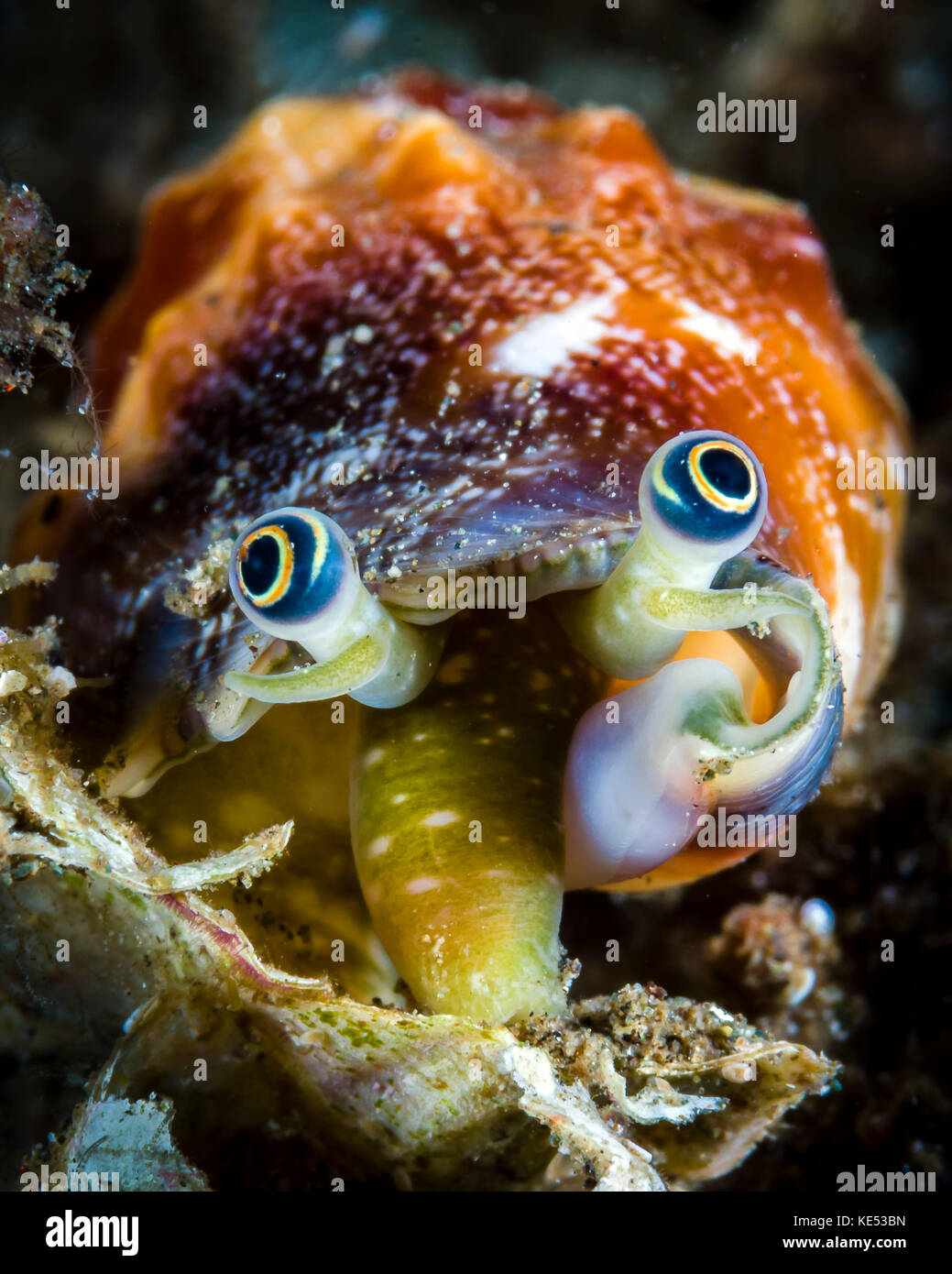 Conch eyes, Milne Bay, Papua New Guinea Stock Photo - Alamy