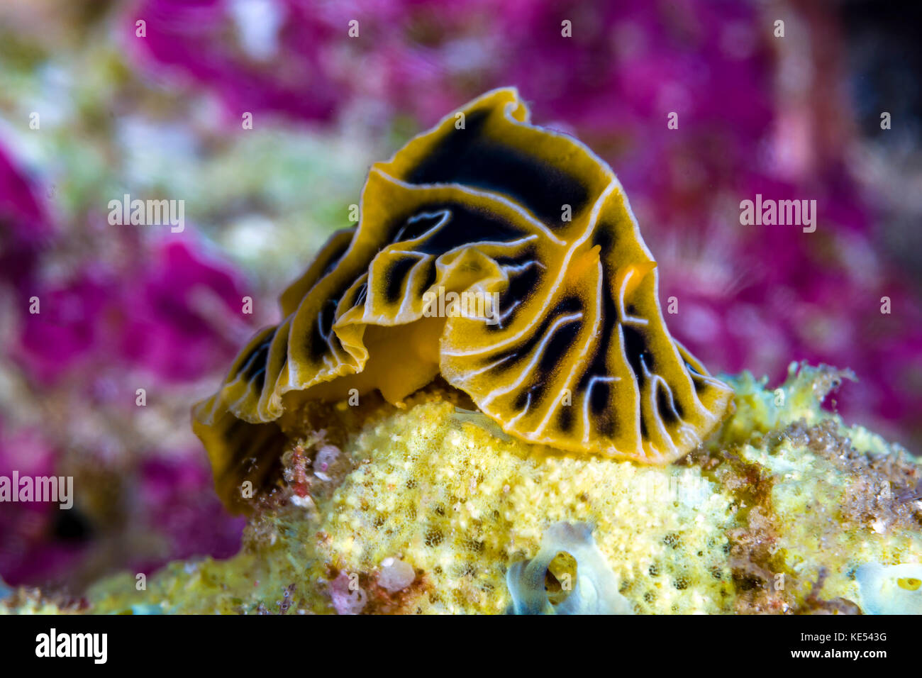 Halgerda Reticulidia nudibranch, New Ireland, Papua New Guinea Stock ...