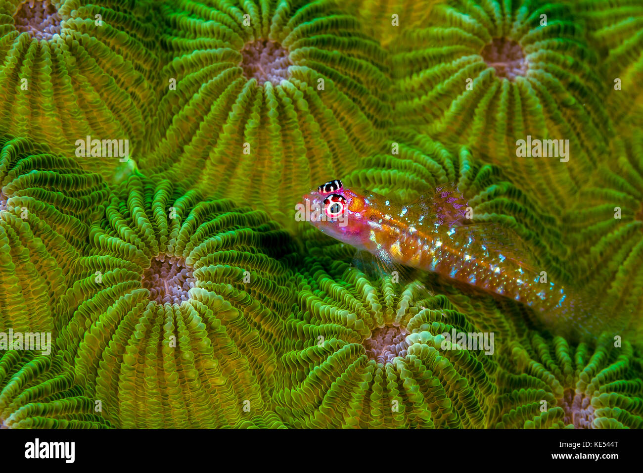 A pygmy goby, New Ireland, Papua New Guinea Stock Photo - Alamy