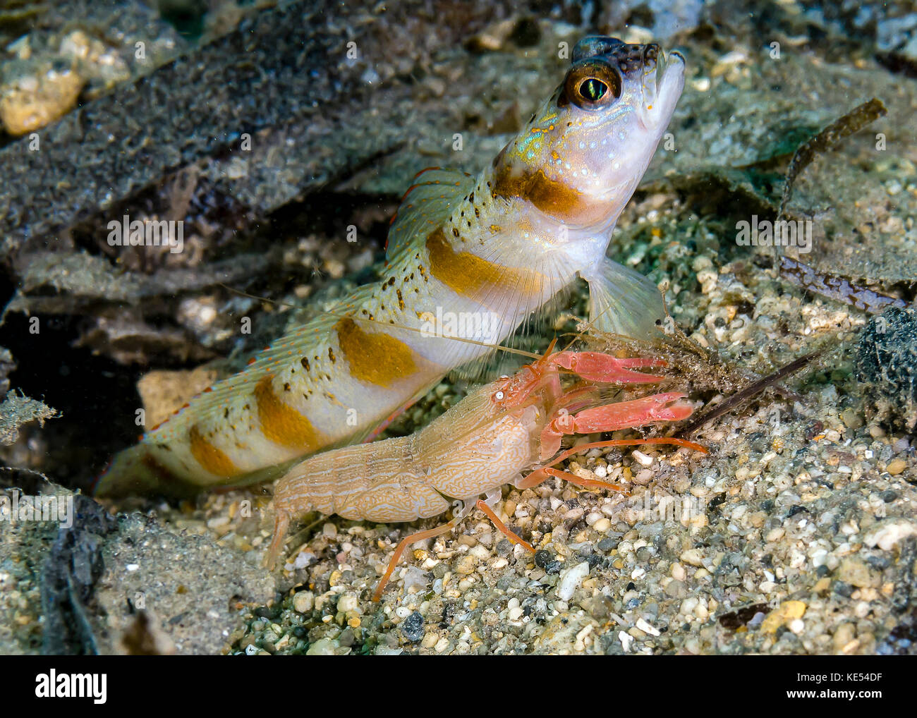 Shrimp Goby Stock Photos & Shrimp Goby Stock Images - Alamy