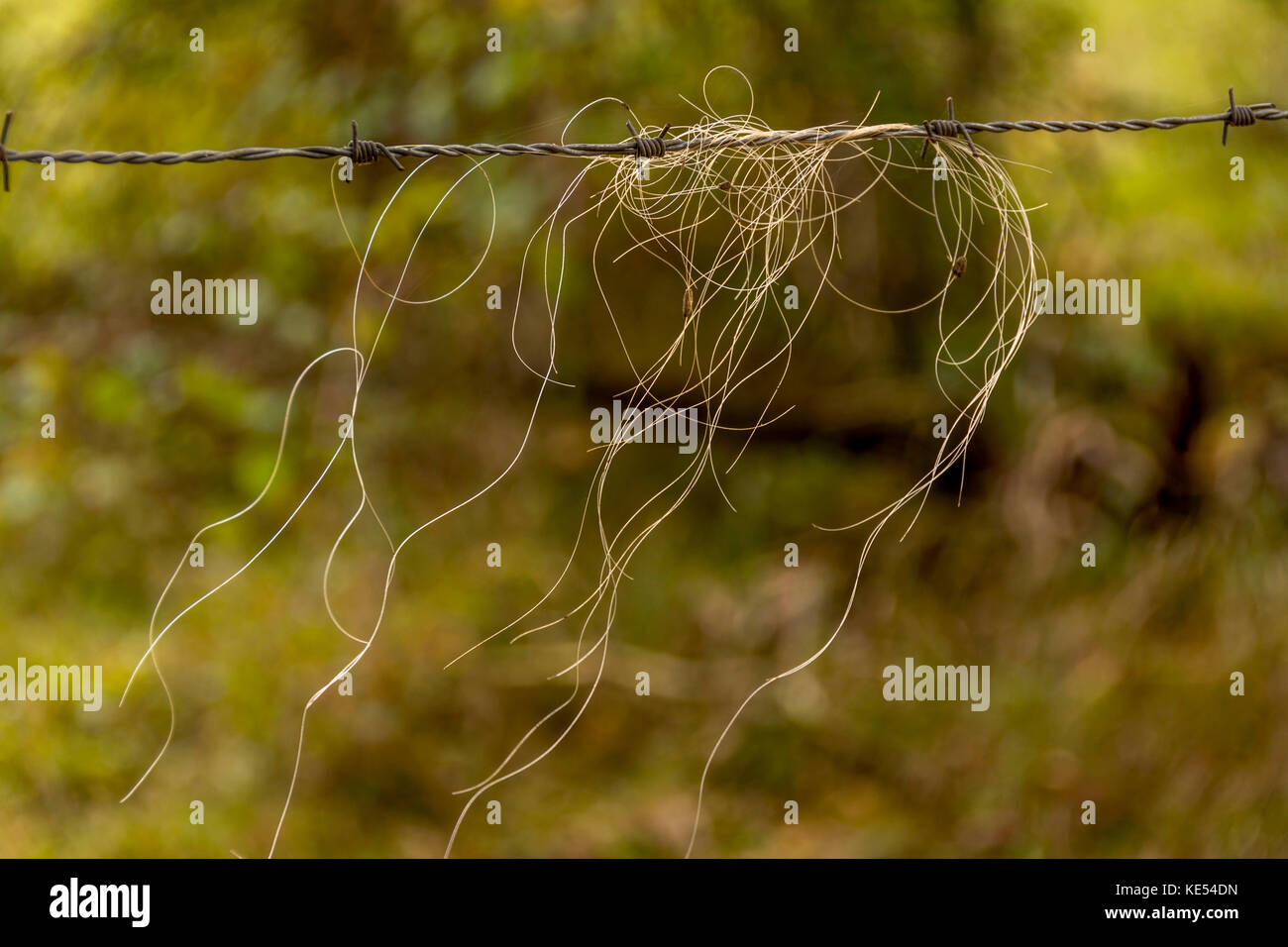 Barbed Wire Hair Stock Photo - Alamy