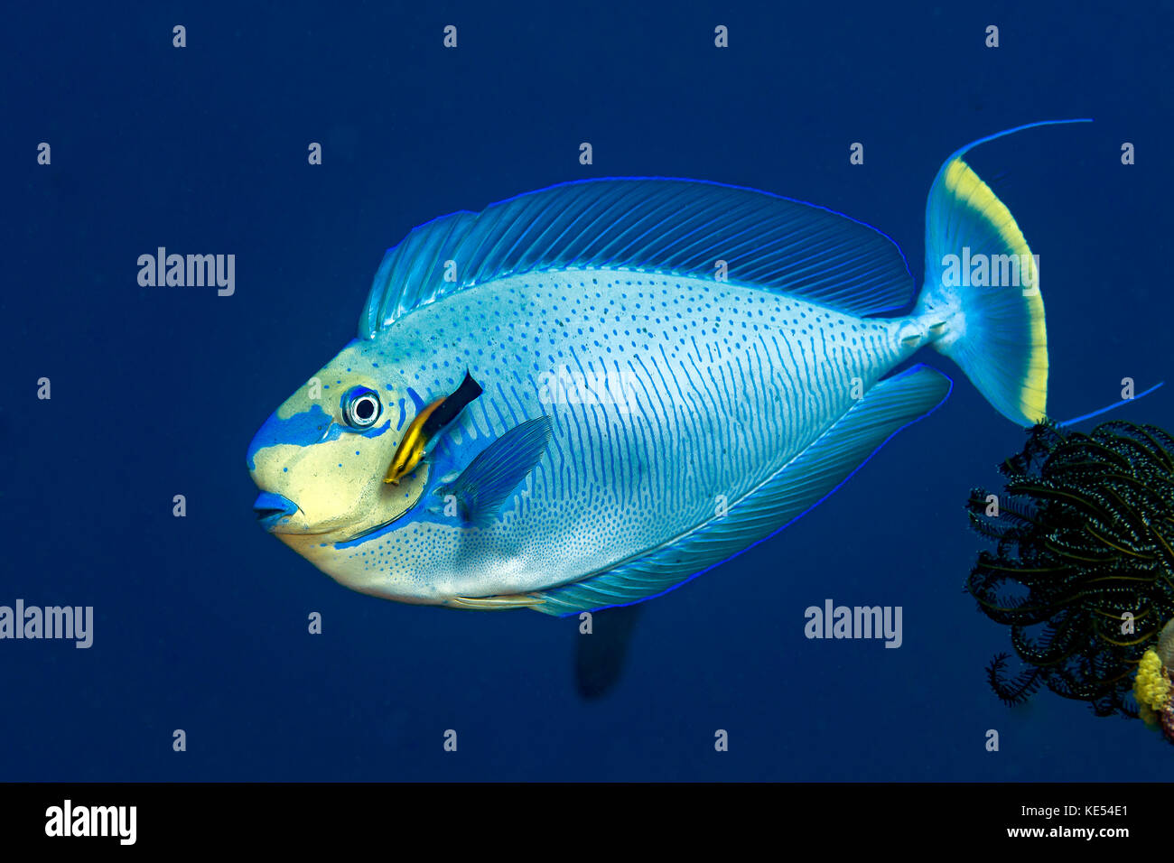 Unicorn Fish Bluespine Unicornfish Wikipedia