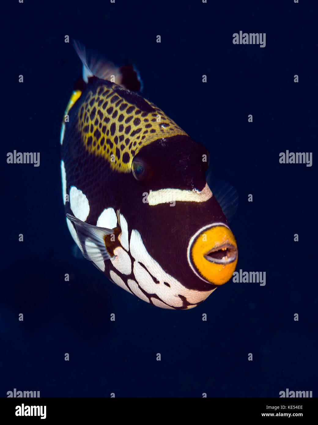 Clown Triggerfish Mutant Clownfish: A New Fish For The Nemo Set?
