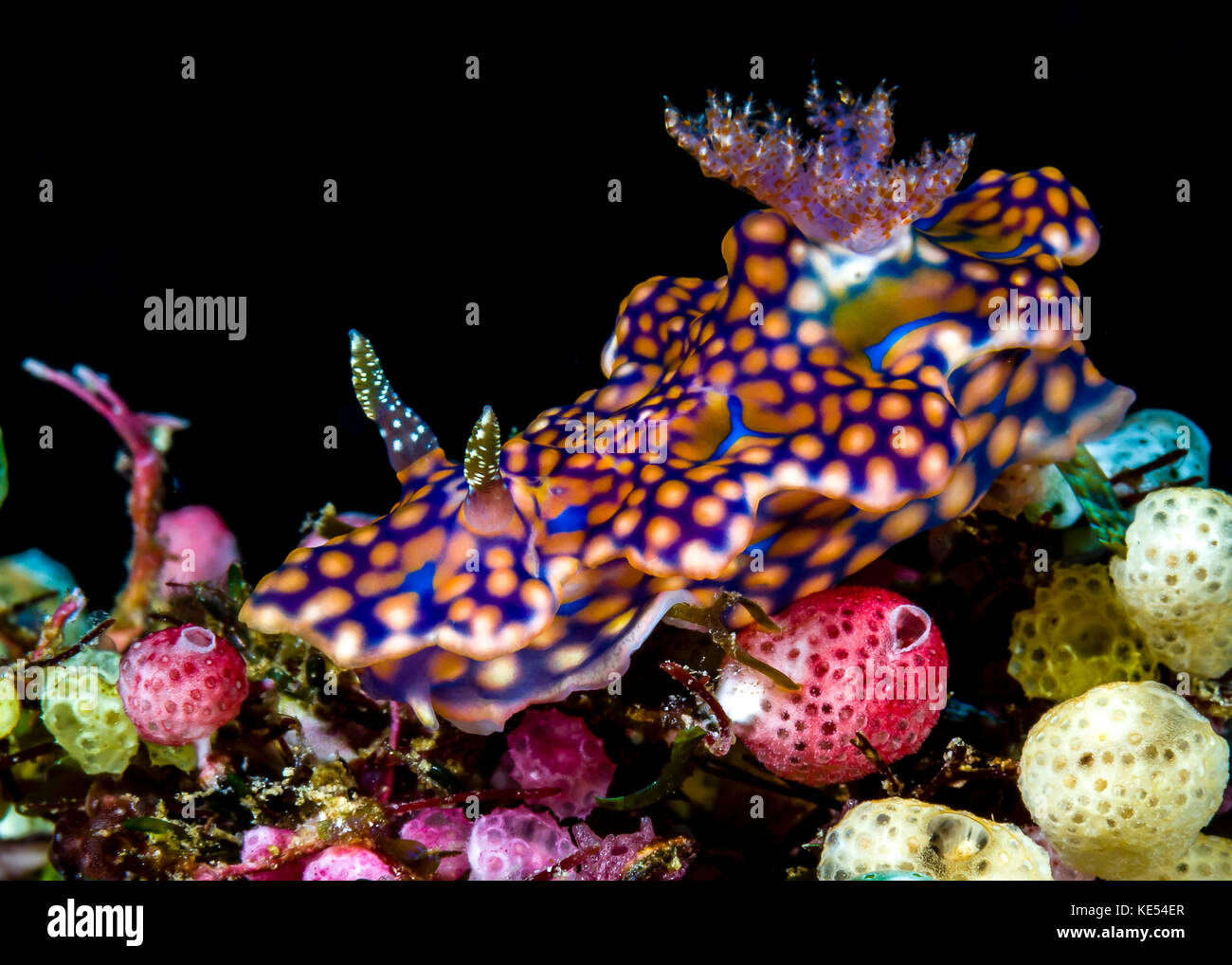 Miamira sinuatum hi-res stock photography and images - Alamy