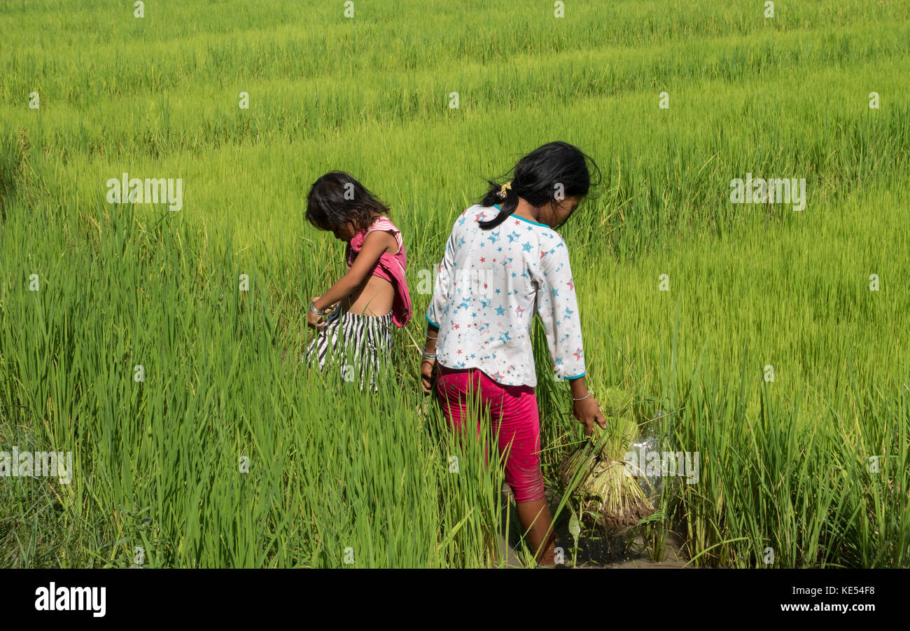 Children playing in rice field hi-res stock photography and images - Alamy