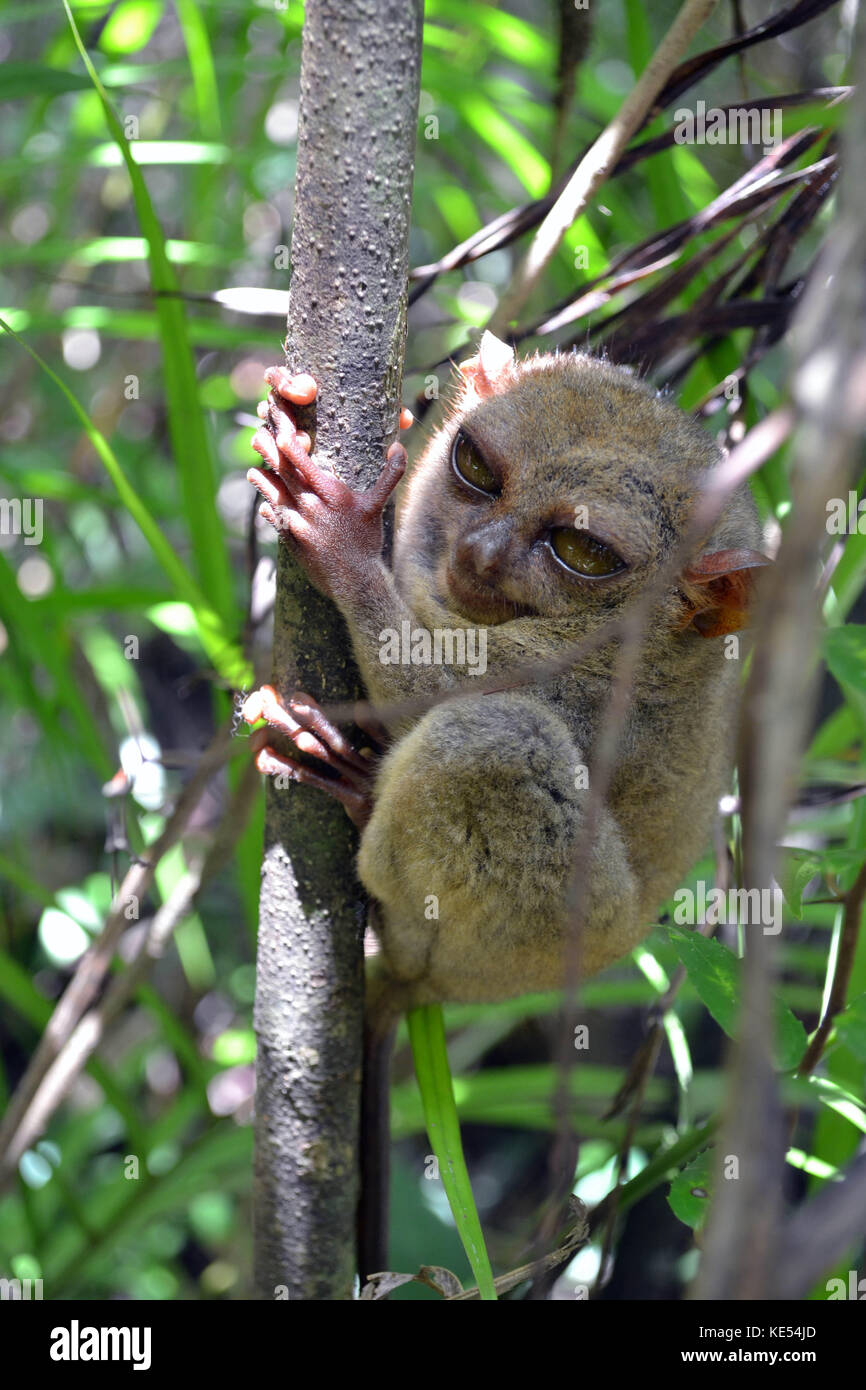 Tarsio Filipino THE PHILIPPINE TARSIER