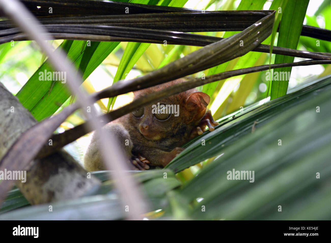 Philippine Tarsier in Cebu, The Philippines. Often considered as the ...