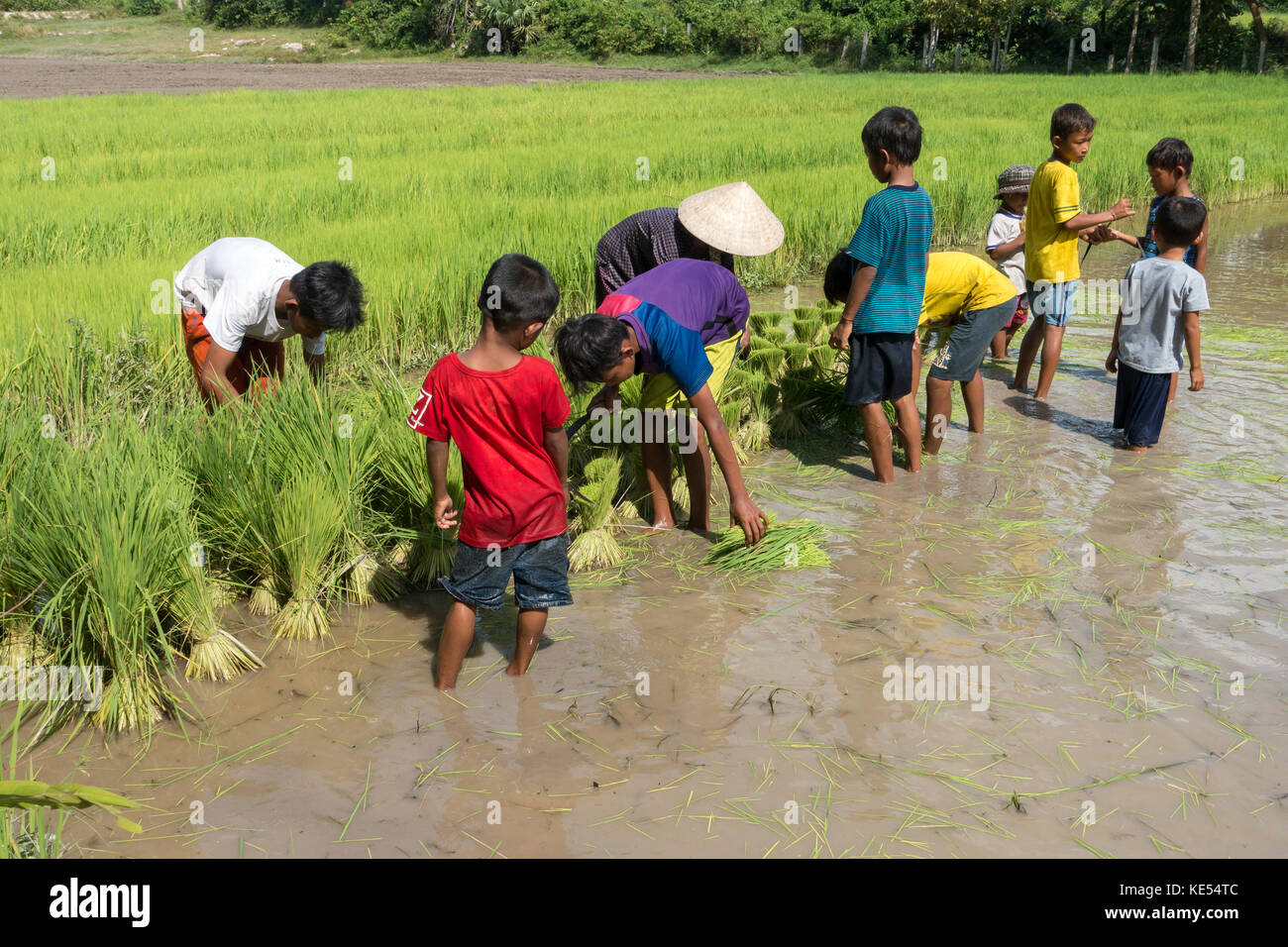 Little boy, little girl, woman and man crop small rice to plan in ...