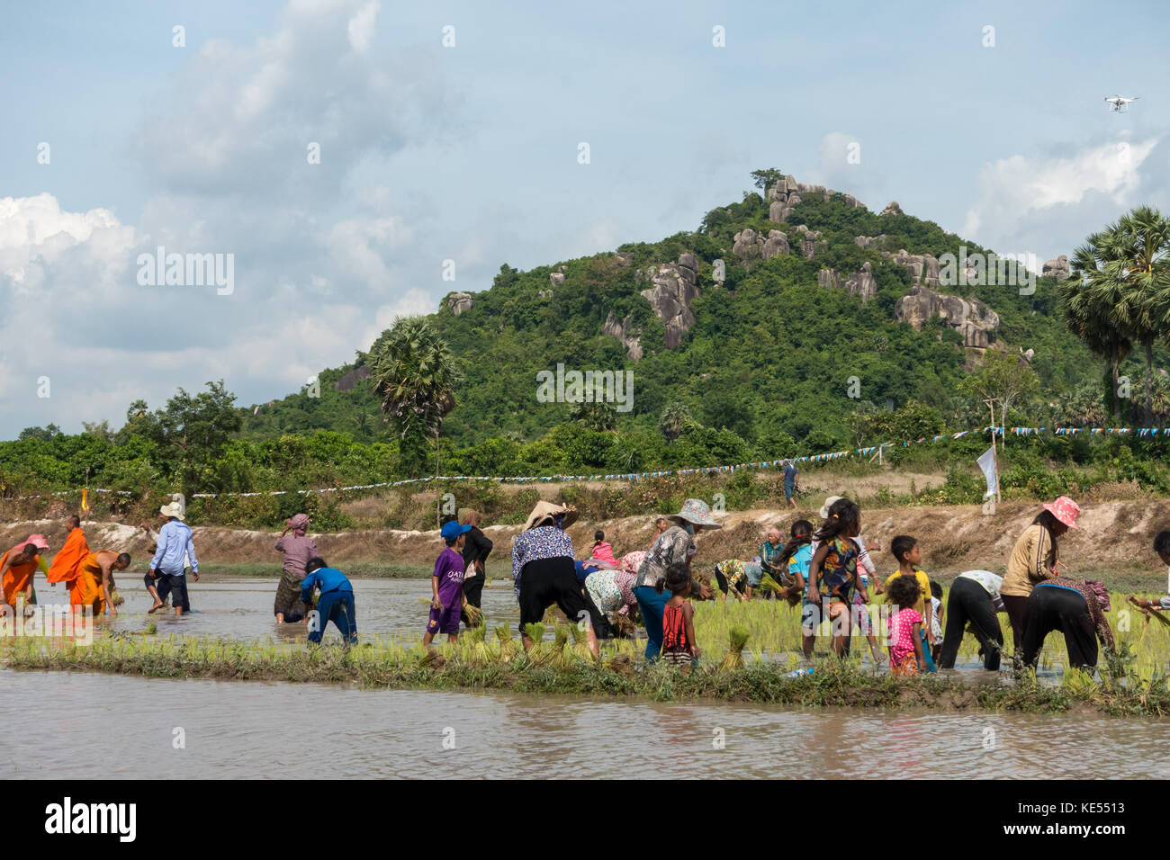 Rice festival. Local people in village plant rice for Khmer pagoda in ...
