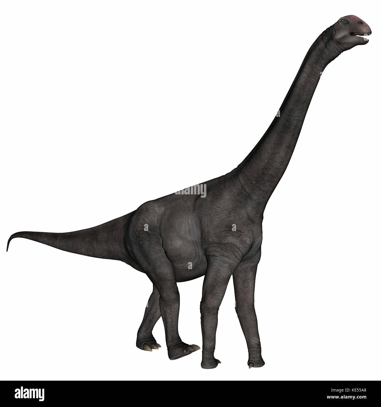 Brontomerus dinosaur walking, white background Stock Photo - Alamy