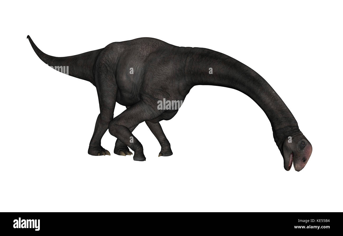 Brontomerus dinosaur eating, white background Stock Photo - Alamy
