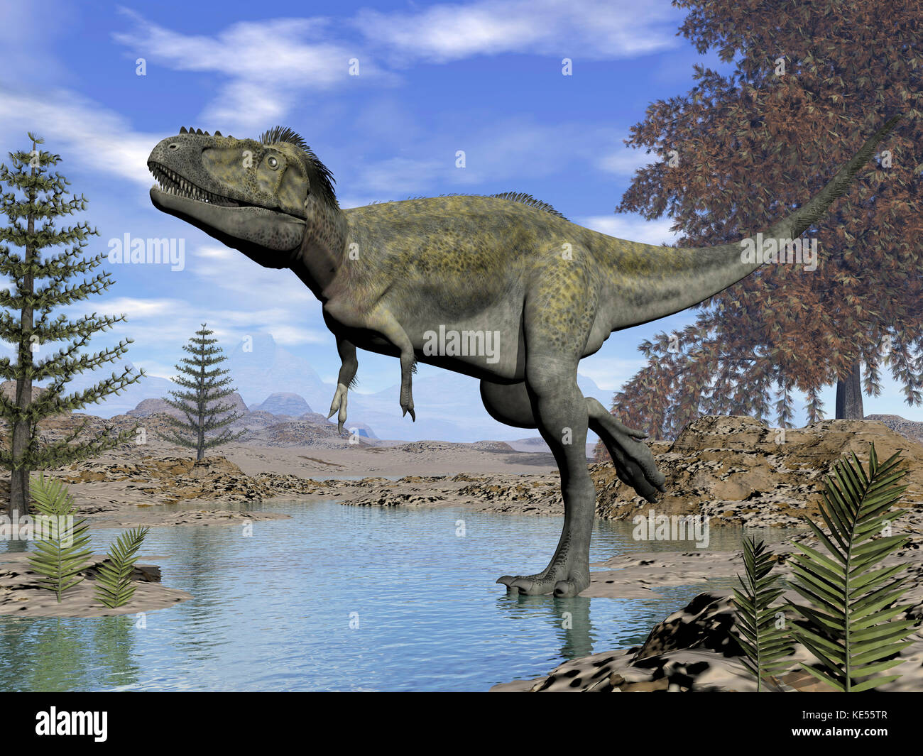 Alioramus dinosaur walking in a stream Stock Photo - Alamy