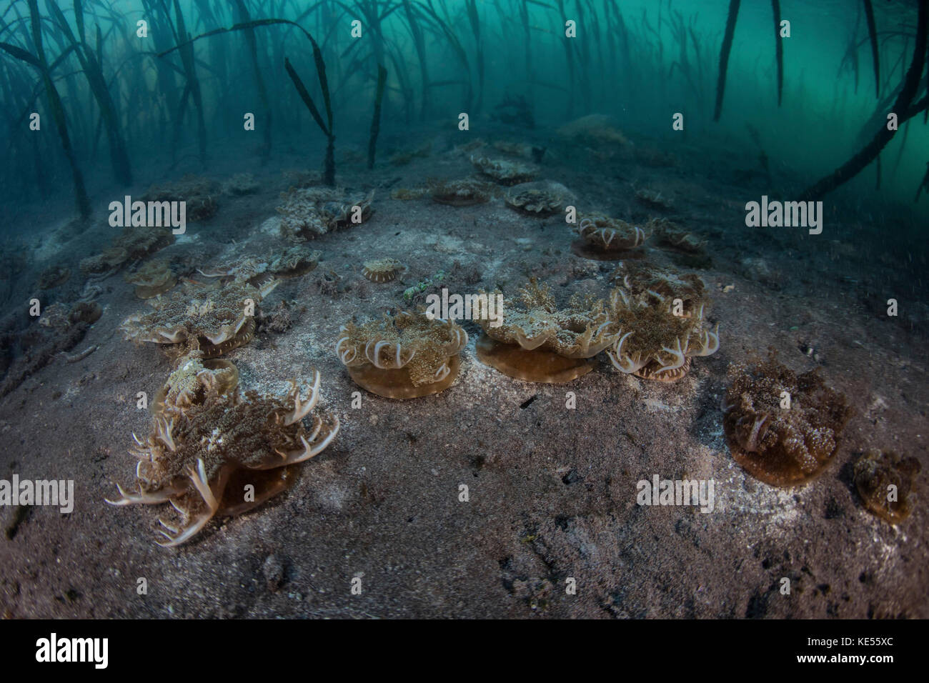 Upside Down Jellyfish