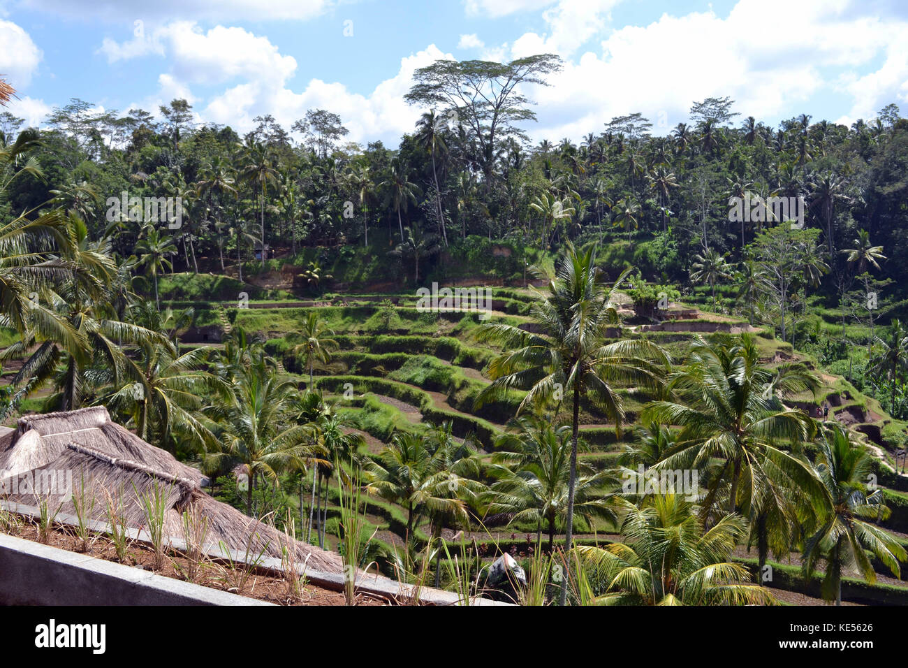 The rice field in Ubud - Bali. It's constructed using a philosophy of ...