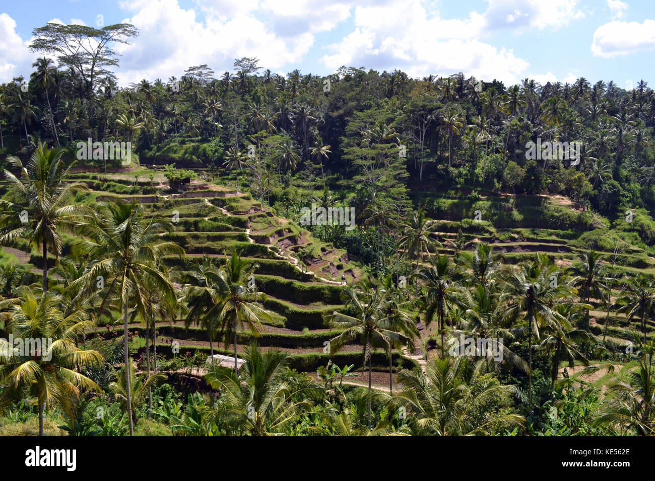 The rice field in Ubud - Bali. It's constructed using a philosophy of ...