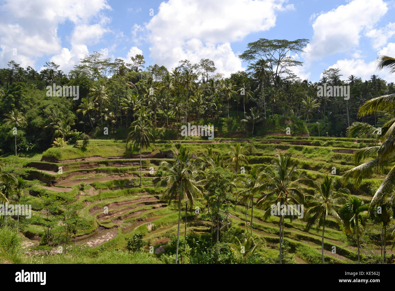 The rice field in Ubud - Bali. It's constructed using a philosophy of ...