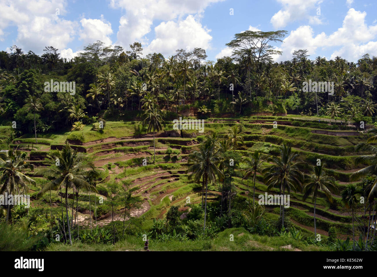 The rice field in Ubud - Bali. It's constructed using a philosophy of ...
