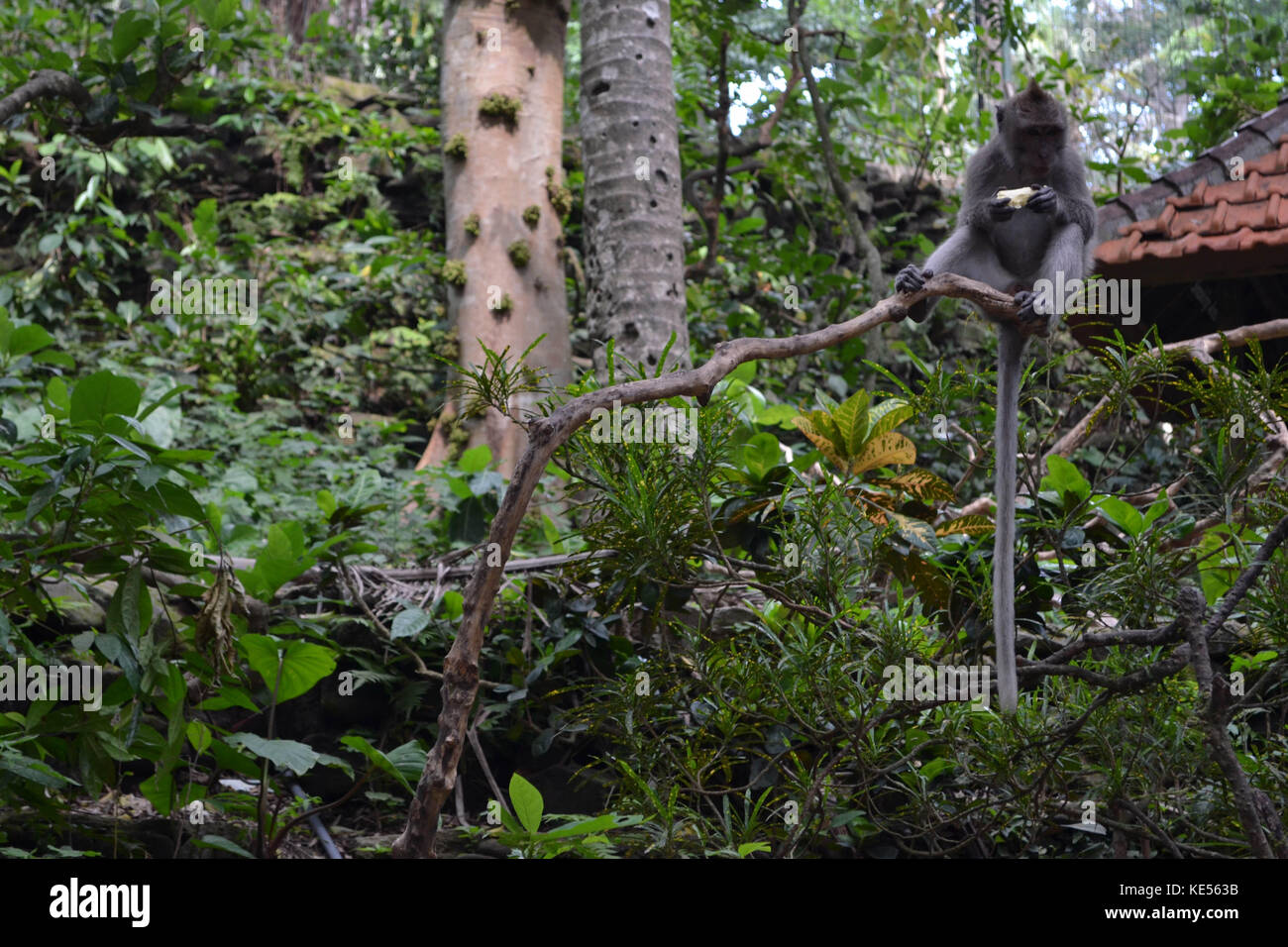Monkey Pic High Resolution Stock Photography and Images - Alamy