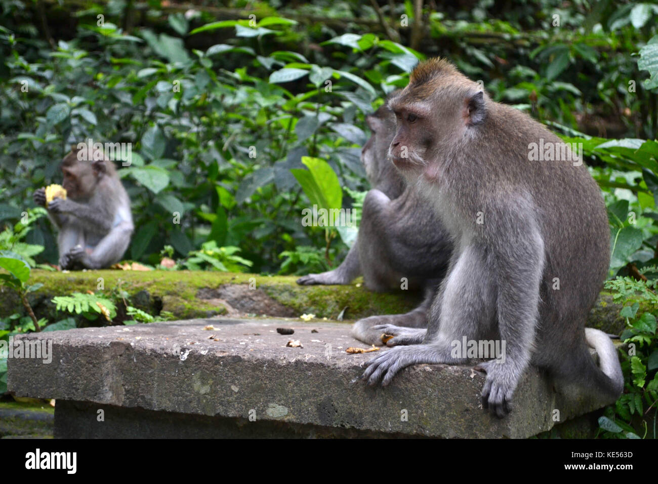 The monkeys hanging around Monkey Forest Sanctuary in Ubud, Bali. There ...