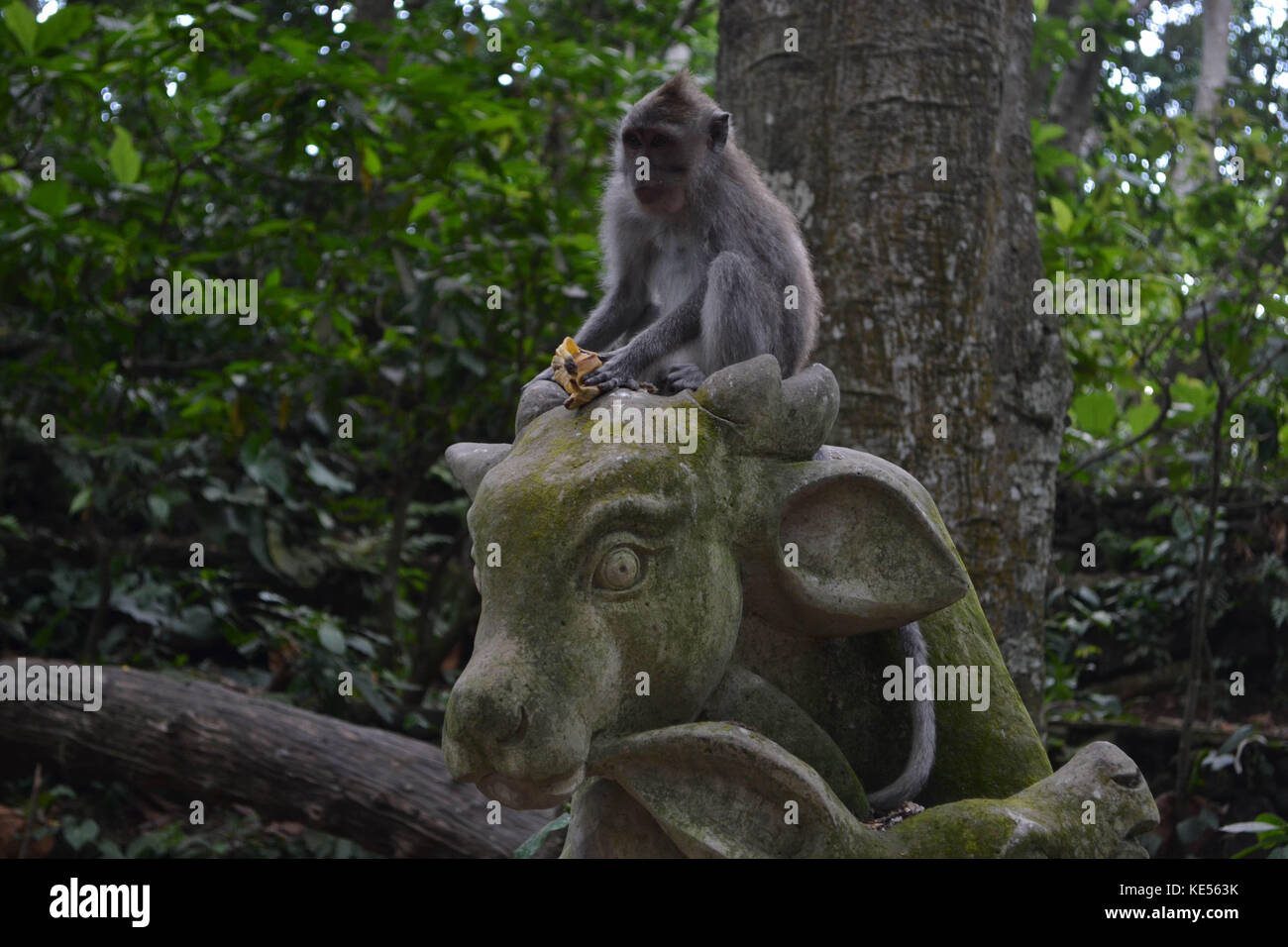 The monkeys hanging around Monkey Forest Sanctuary in Ubud, Bali. There ...