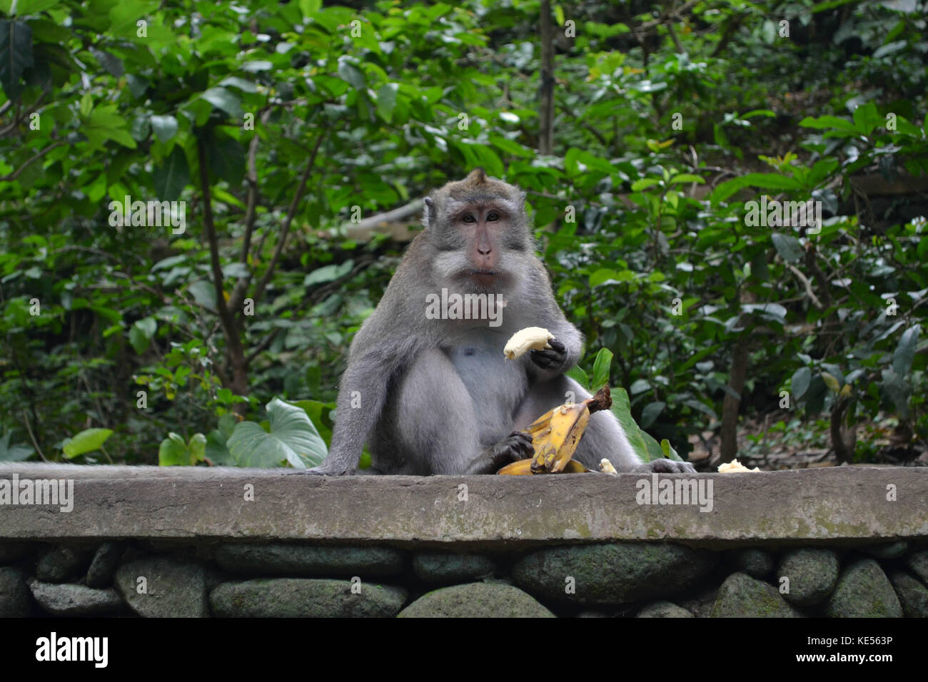 The monkeys hanging around Monkey Forest Sanctuary in Ubud, Bali. There ...