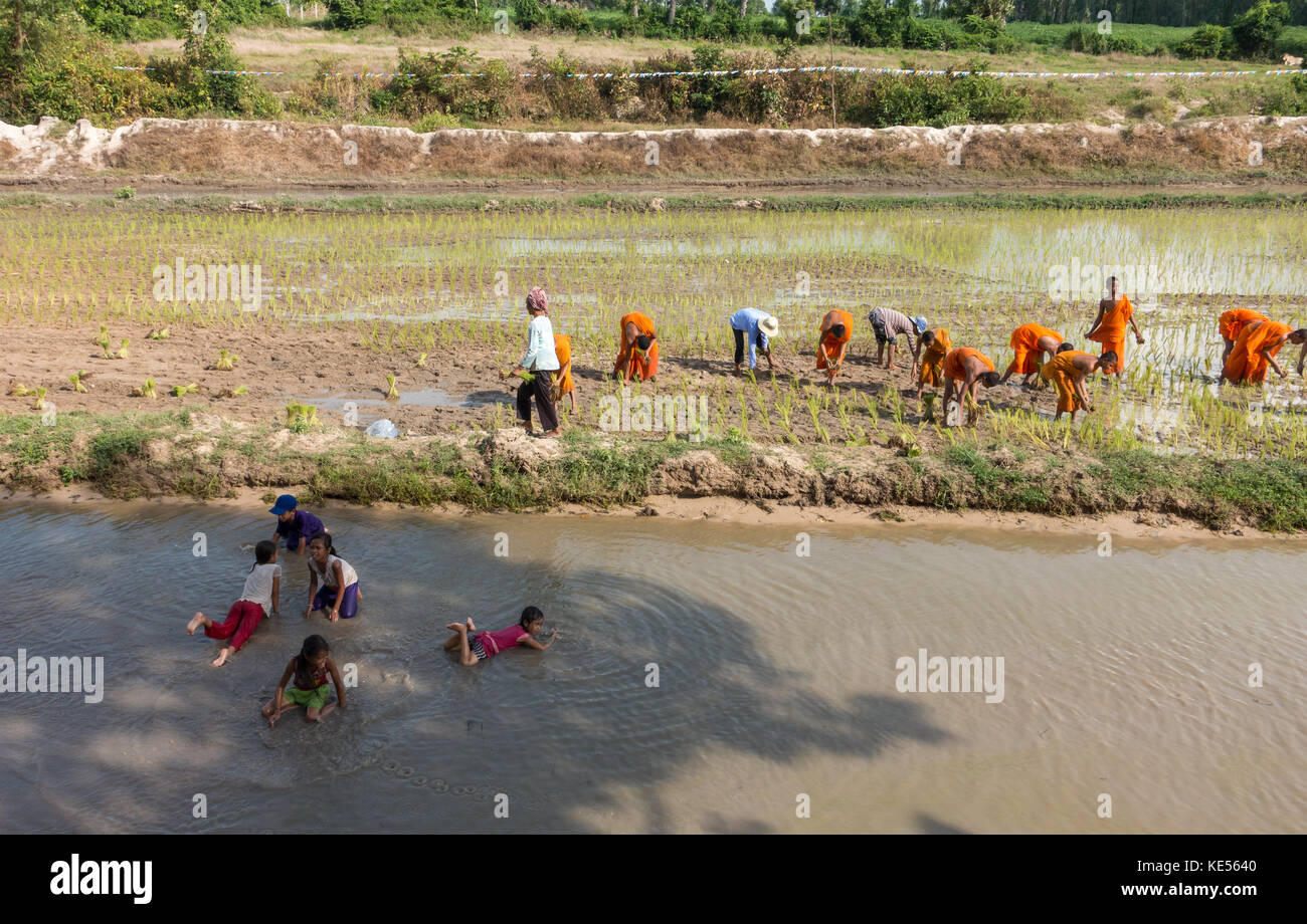 Rice festival. Local people in village plant rice for Khmer pagoda in ...