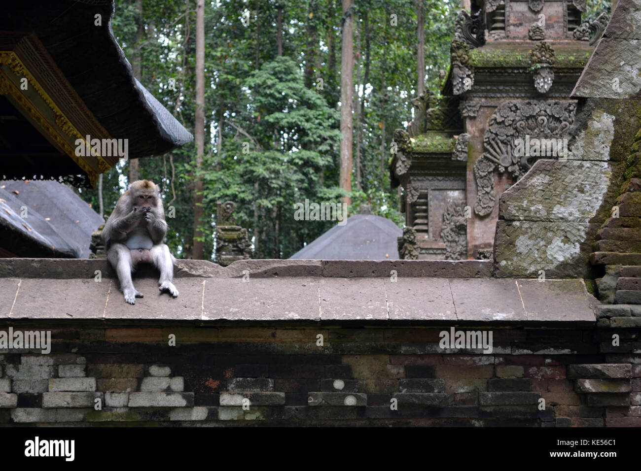 The monkey temple in Sangeh, island of Bali - Indonesia. There's a lot ...