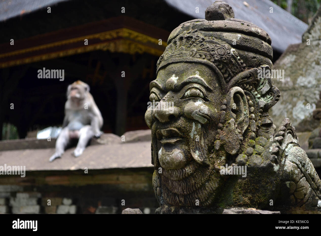 The monkey temple in Sangeh, island of Bali - Indonesia. There's a lot ...