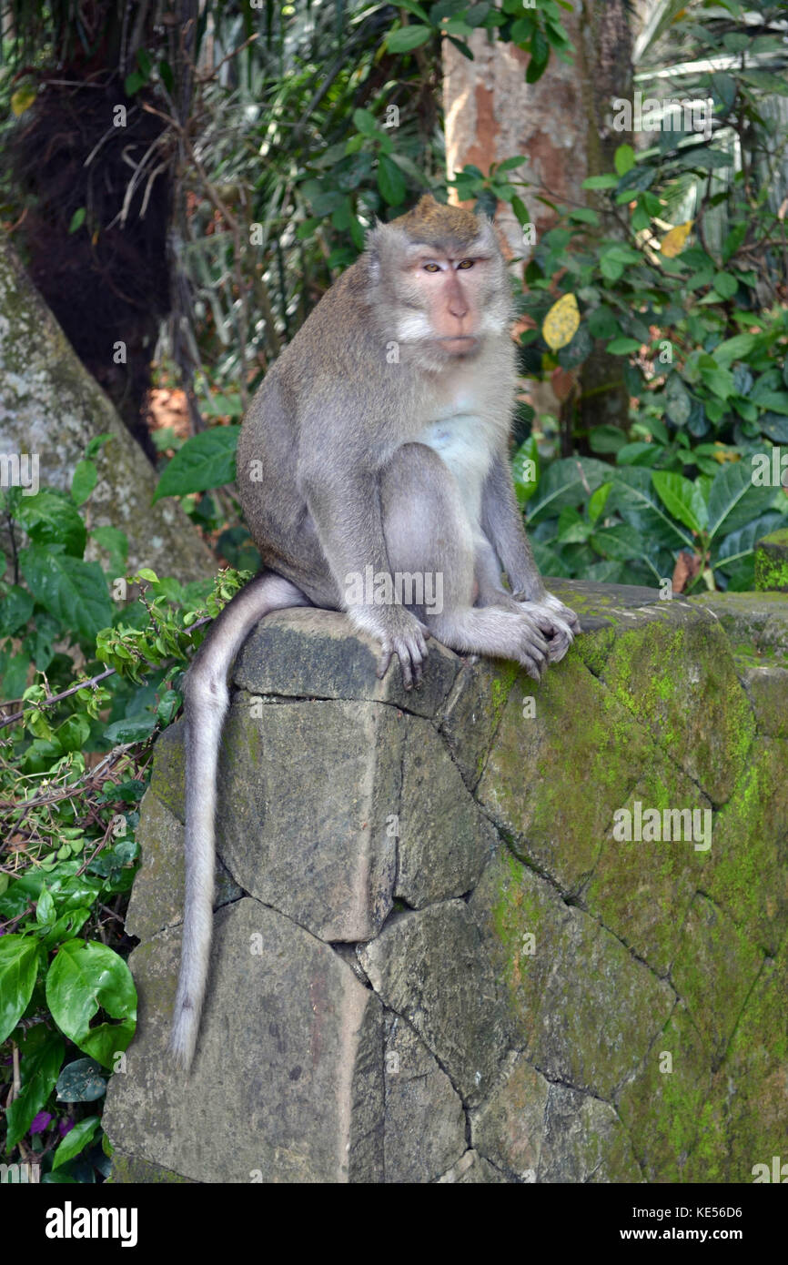 The monkey temple in Sangeh, island of Bali - Indonesia. There's a lot ...