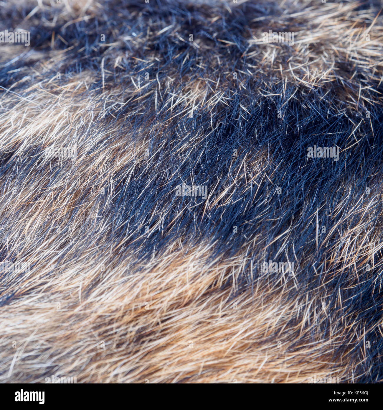 Cat fur texture hi-res stock photography and images - Alamy