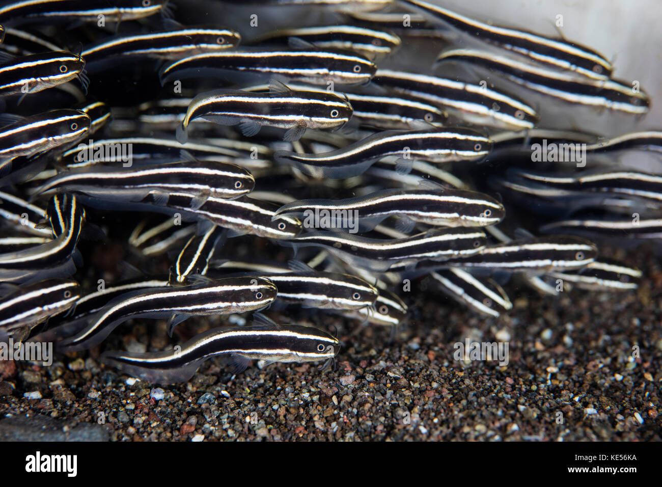 A school of juvenile striped eel catfish swimming over the seafloor ...