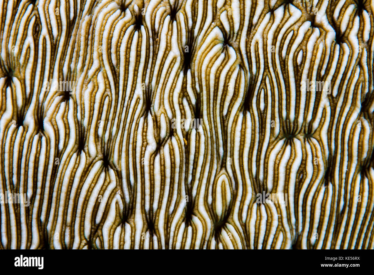 Detail of a beautiful reef-building coral growing on a reef Stock Photo ...