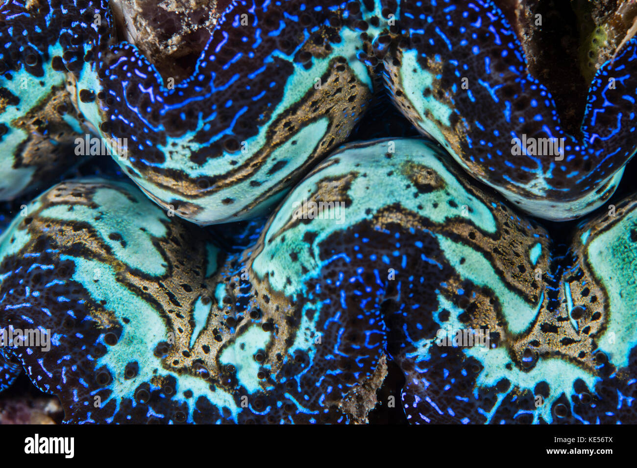 Detail of a colorful giant clam growing on a reef Stock Photo - Alamy