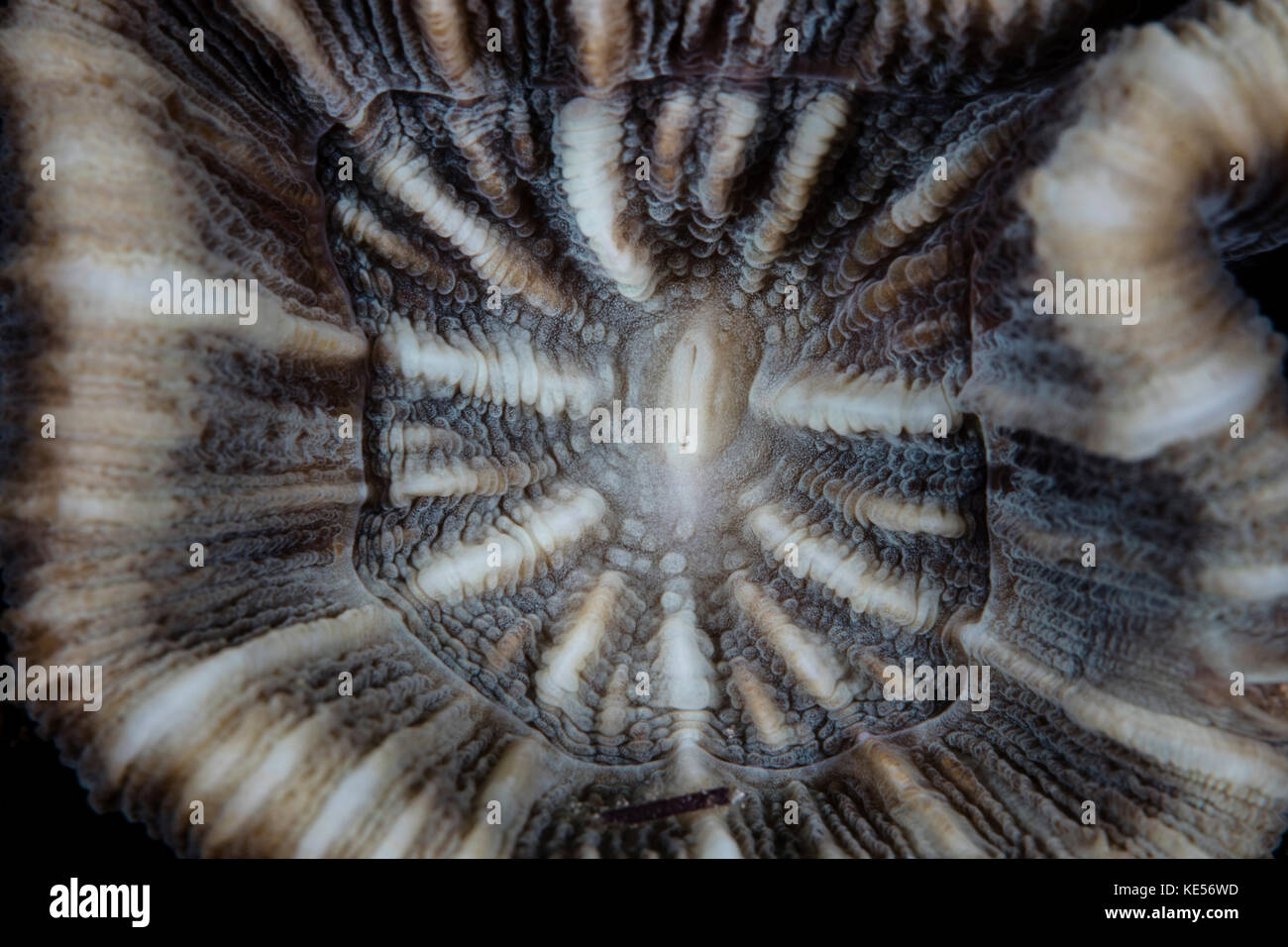 Detail of a coral polyp growing on a reef Stock Photo - Alamy