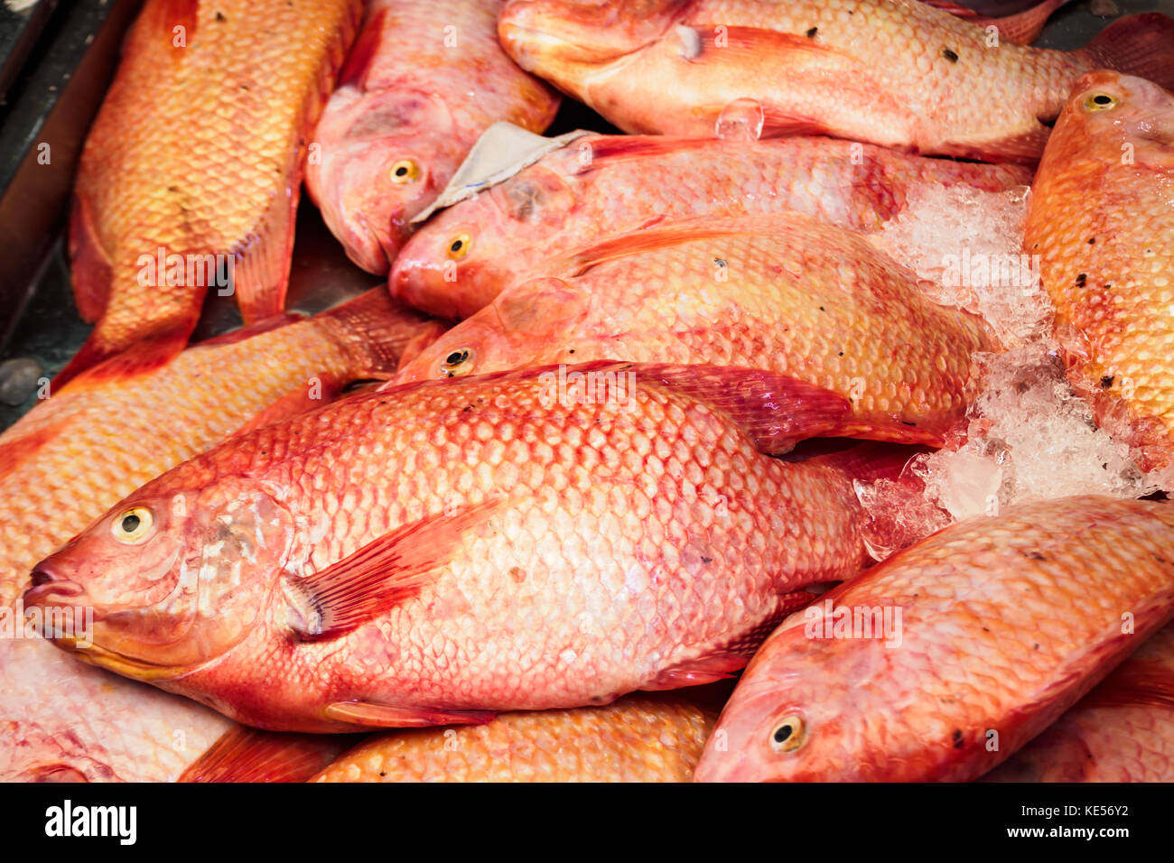 Red tilapia hi-res stock photography and images - Alamy