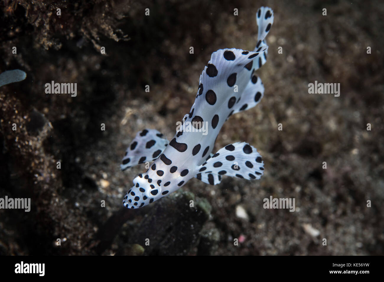 Spotted Barramundi High Resolution Stock Photography and Images - Alamy