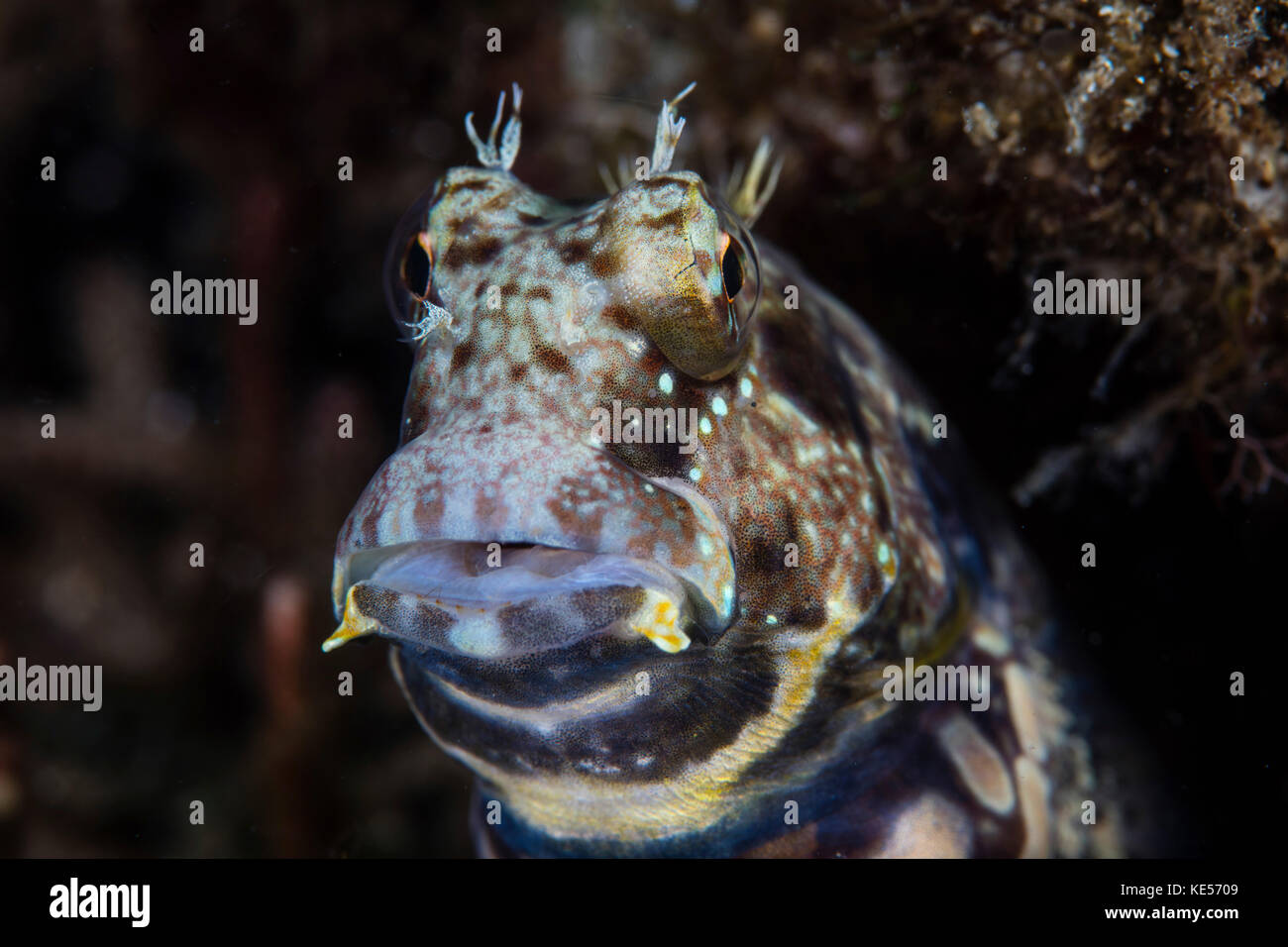 Jewelled blenny hi-res stock photography and images - Alamy