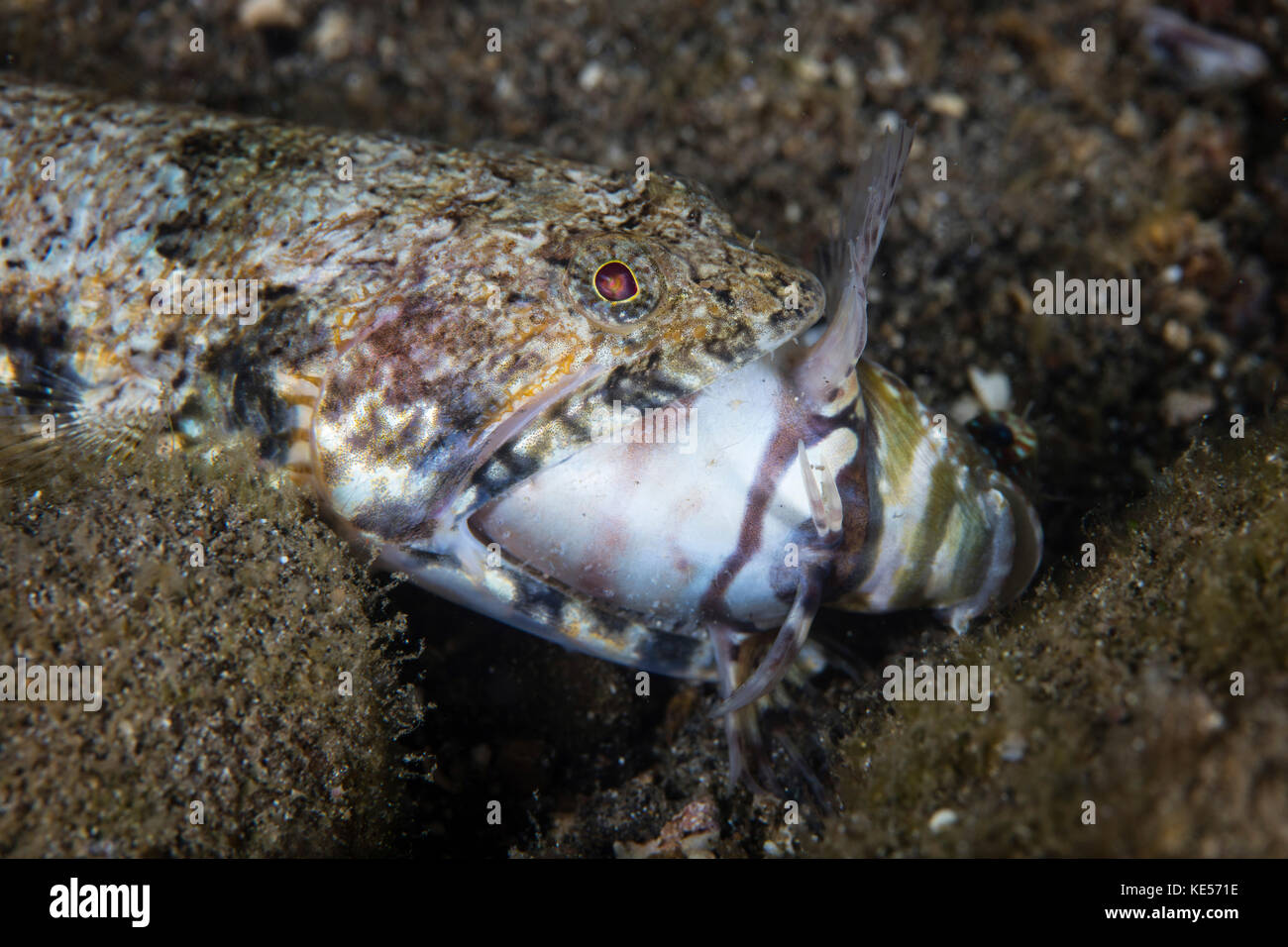 Lizardfish eating prey hi-res stock photography and images - Alamy