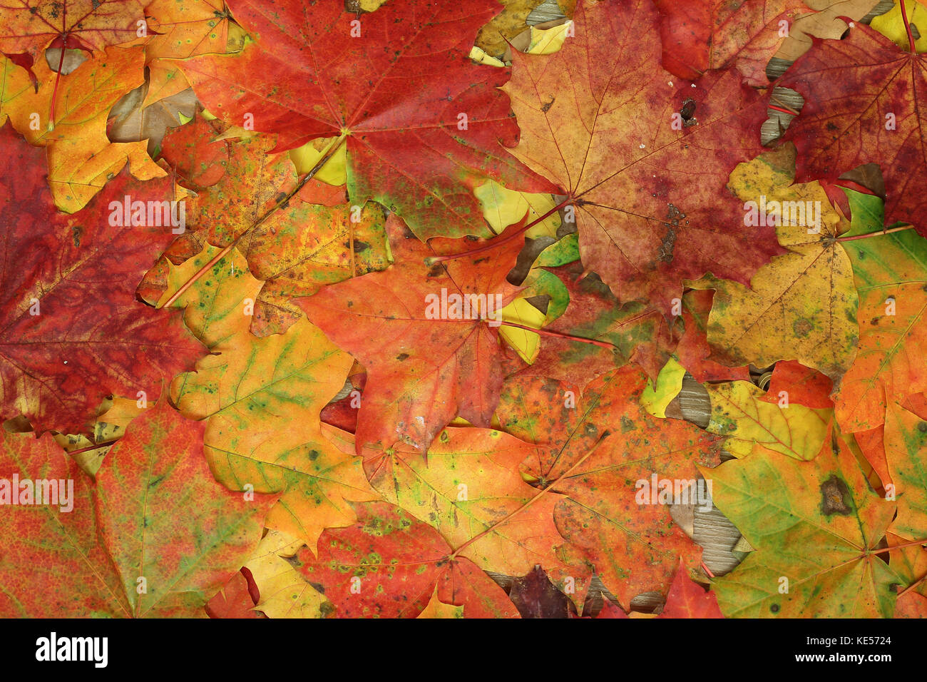 Autumn motive / Beautiful multi-colored maple leaves Stock Photo - Alamy